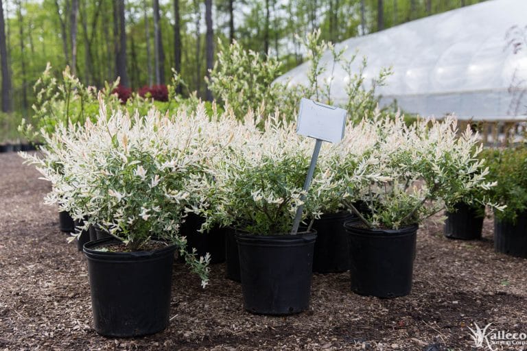 Tri-Color Willow - Plant Profile - Kalleco Nursery Corp.