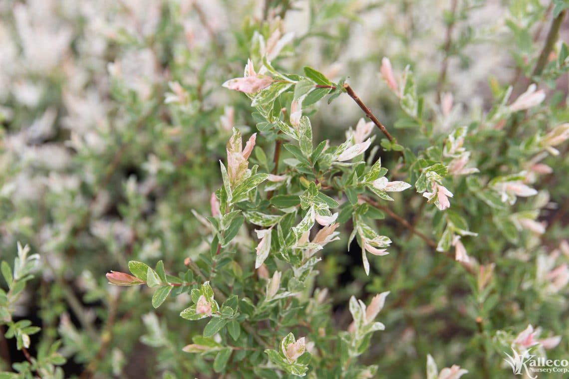 Tri-Color Willow - Plant Profile - Kalleco Nursery Corp.