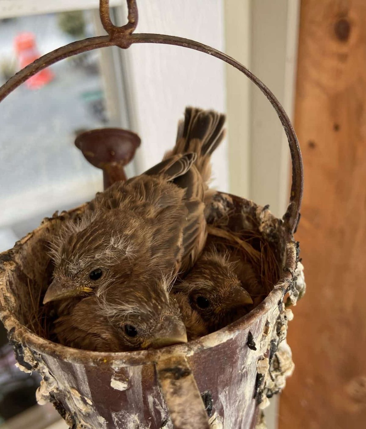 Rain Chains, House Finches, & the Secret Lives of Garden Fixtures ...